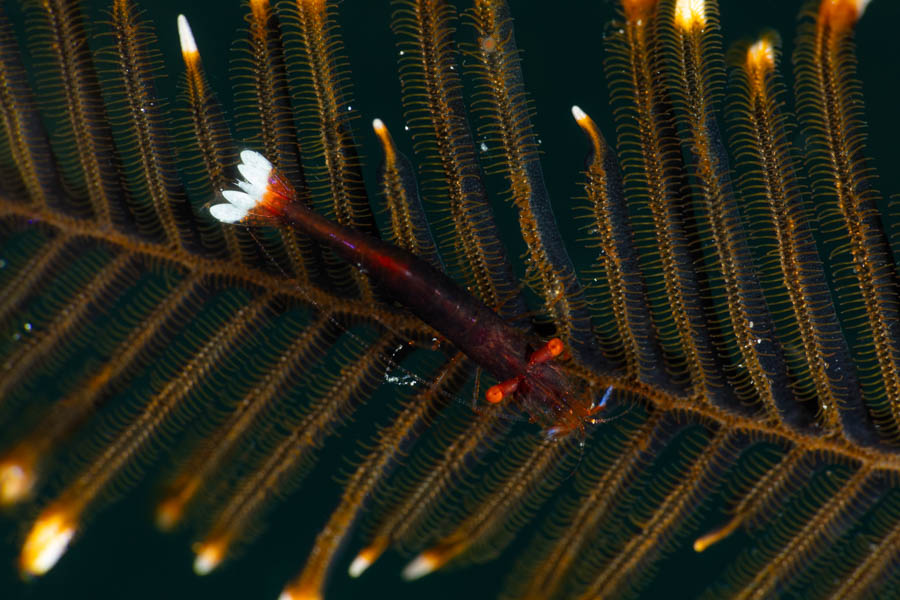 Brown Crinoid Shrimp | Bonaire Reef
